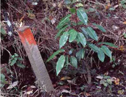 Plan de recuperación del Loro o Laurel de Portugal - Medio ambiente ...